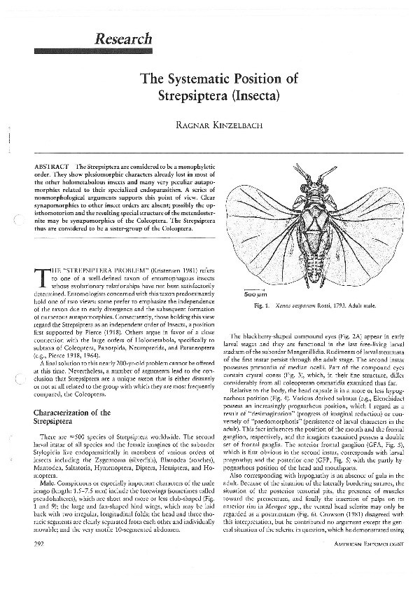 (PDF) Kinzelbach 1990 The Systematic Position of Strepsiptera.pdf