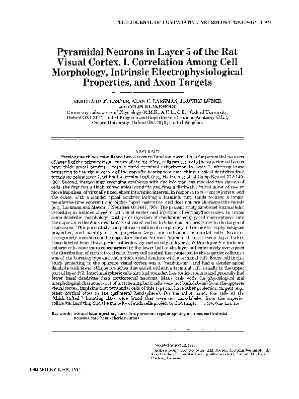 Pdf Pyramidal Neurons In Layer 5 Of The Rat Visual Cortex
