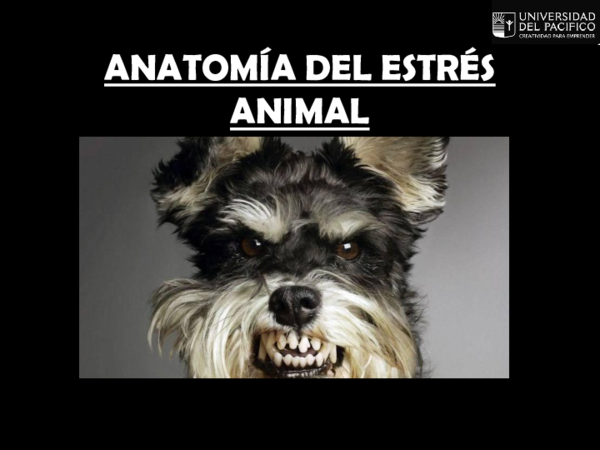 (PPT) ANATOMIA DEL ESTRES ANIMAL 1