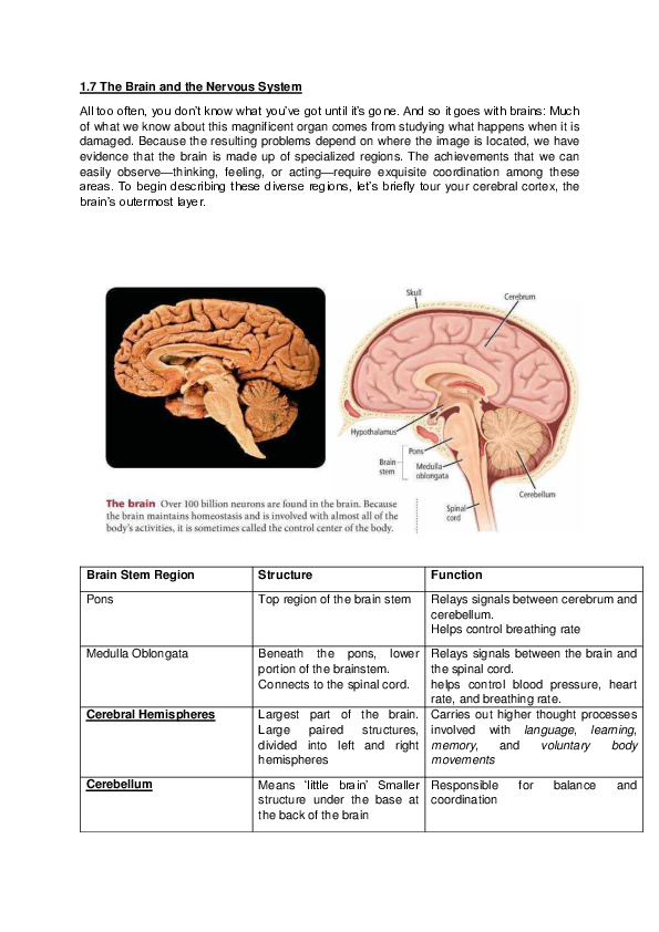 (PDF) BRAIN AND PERCEPTION