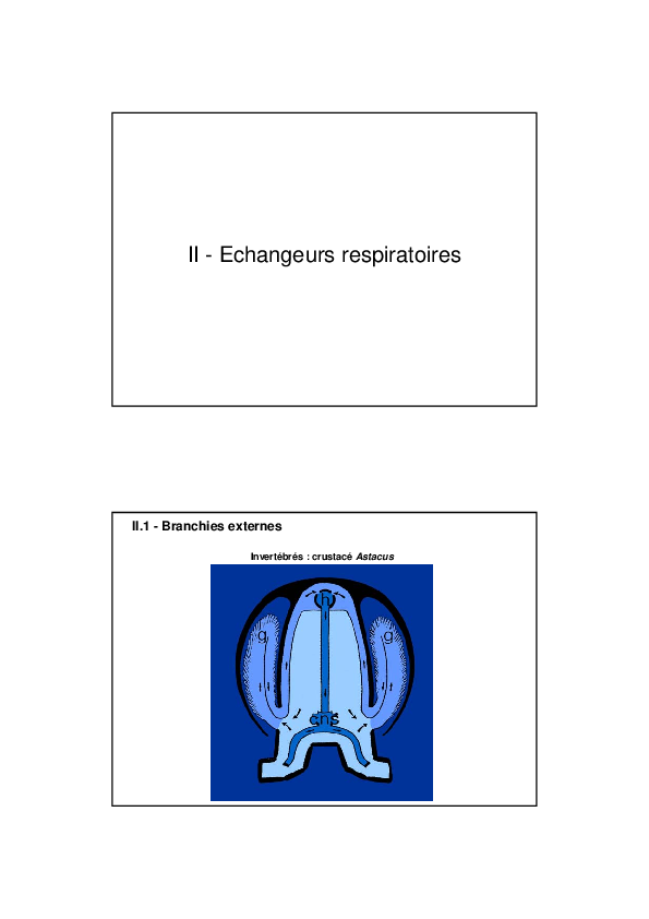 (PDF) II -Echangeurs respiratoires II.1 -Branchies externes Invertébrés ...