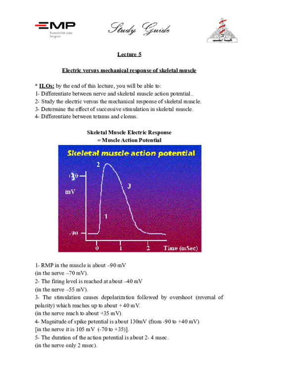 Skeletal Muscle Action Potential