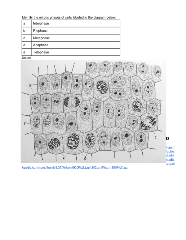 (DOC) Identify the mitotic phases of cells labeled in the diagram below ...