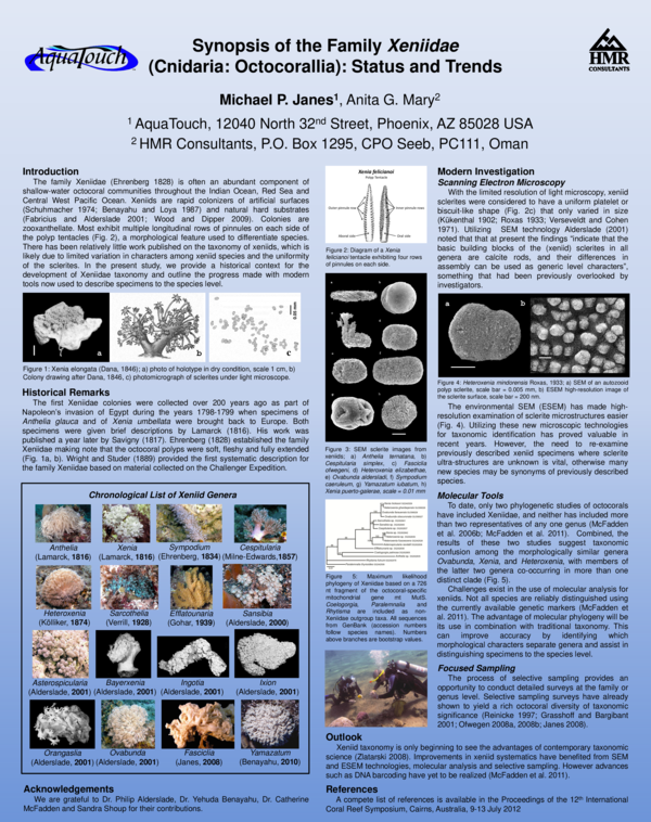 (PDF) Family Xeniidae (Cnidaria: Octocorallia): ICRS_2012 Poster