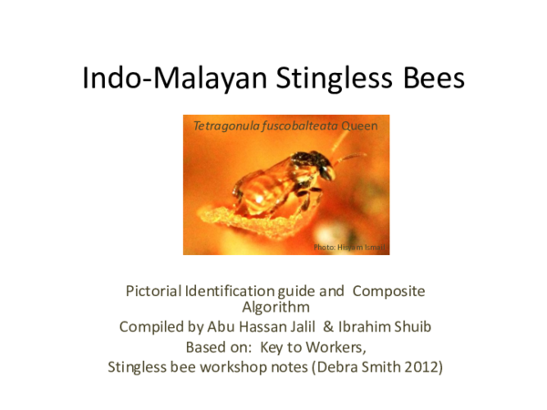 (PDF) Indo-Malayan Stingless Bees