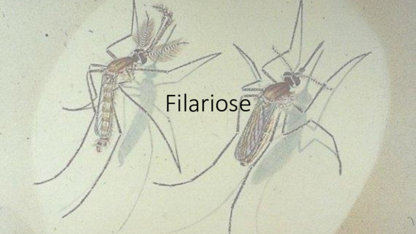 (PPT) Filariose