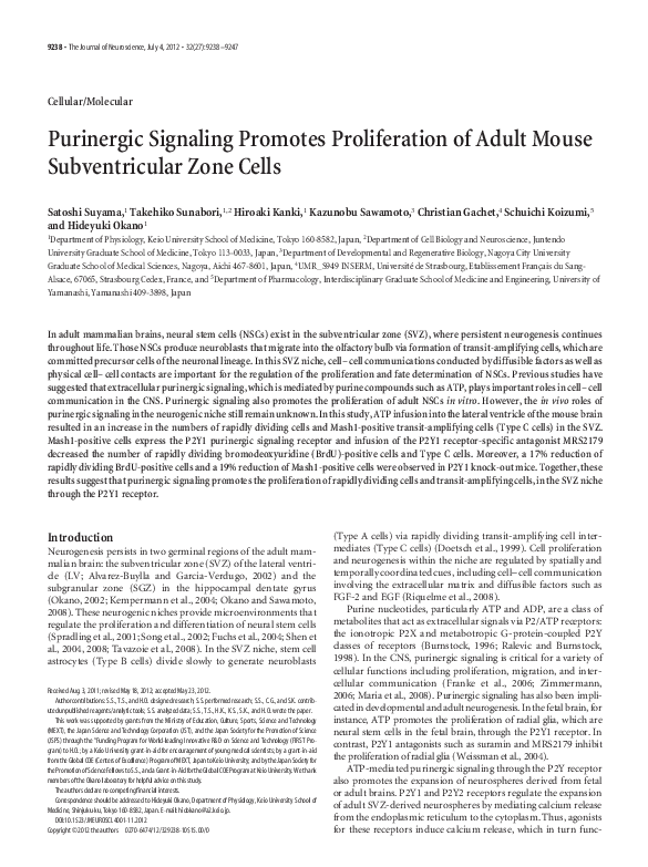 (PDF) Purinergic Signaling Promotes Proliferation of Adult Mouse ...