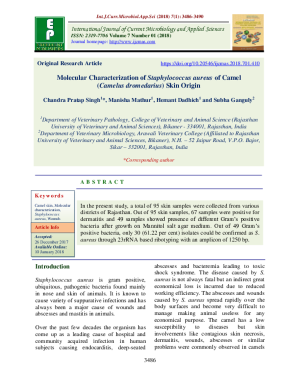 Pdf Molecular Characterization Of Staphylococcus Aureus Of Camel Camelus Dromedarius Skin Origin
