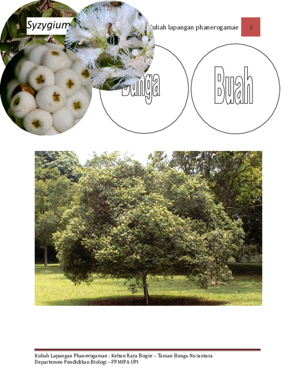 (DOC) Syzygium zeylanicum