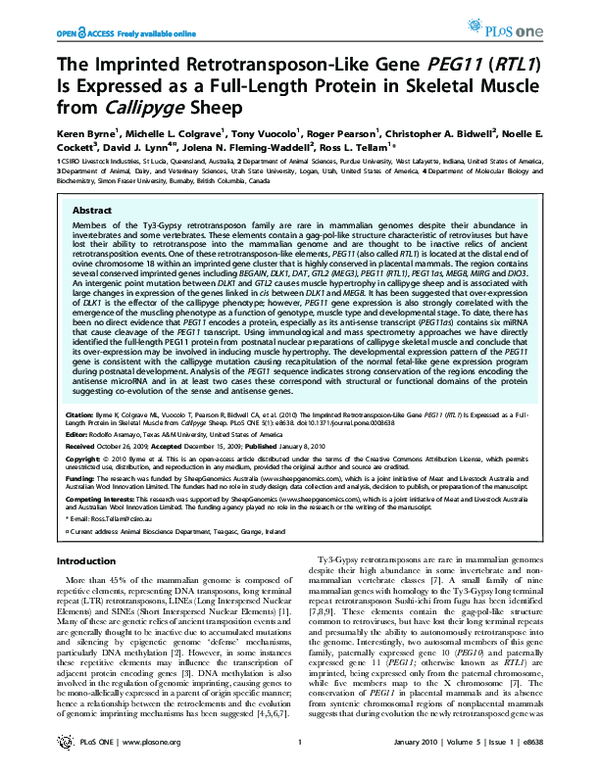 (PDF) The Imprinted Retrotransposon-Like Gene PEG11 (RTL1) Is Expressed ...