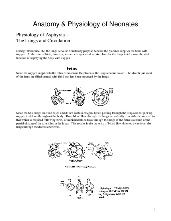 (PDF) Anatomy & Physiology of Neonates