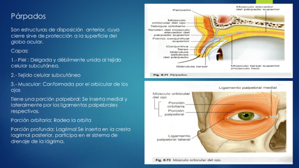 (PPT) Párpados