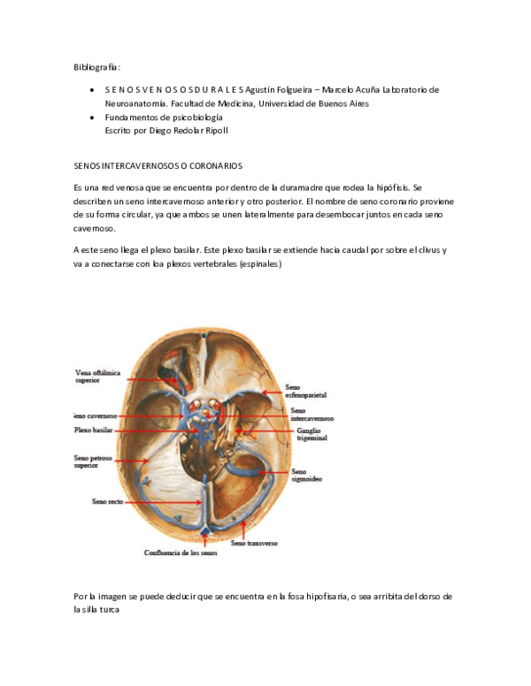 (DOC) Seno intercavernoso