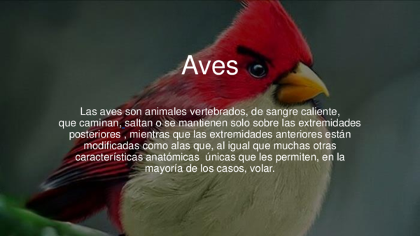 (PPT) Aves