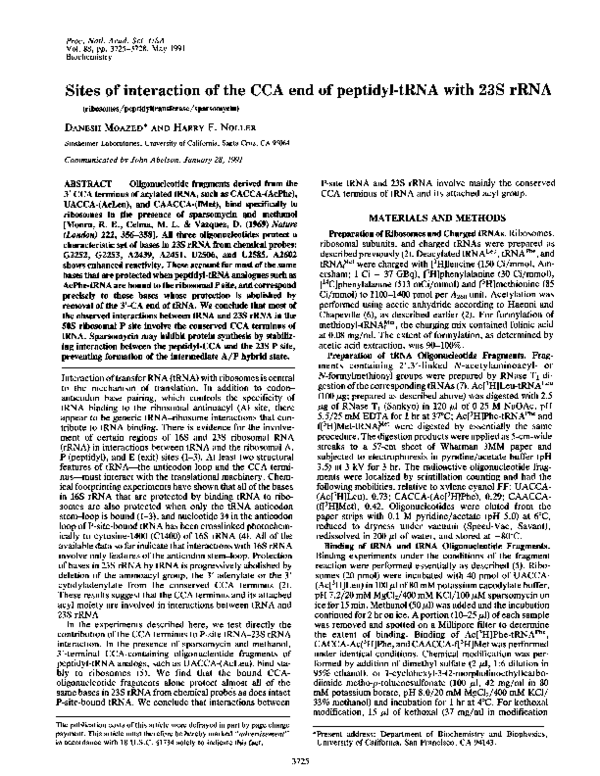 (PDF) Sites of interaction of the CCA end of peptidyl-tRNA with 23S rRNA