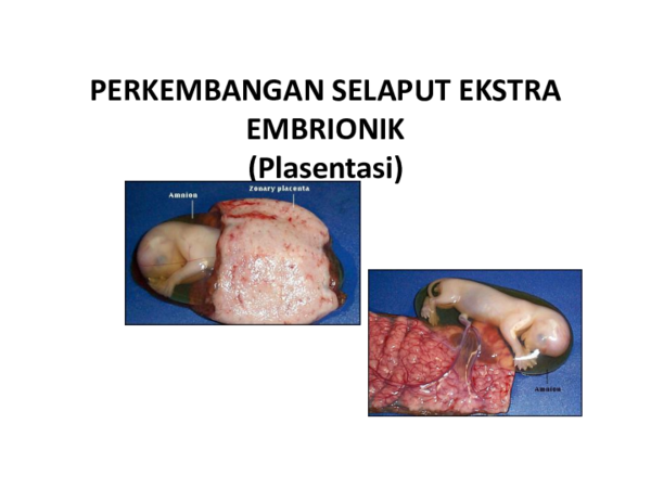 (PPT) Selaput-embrio