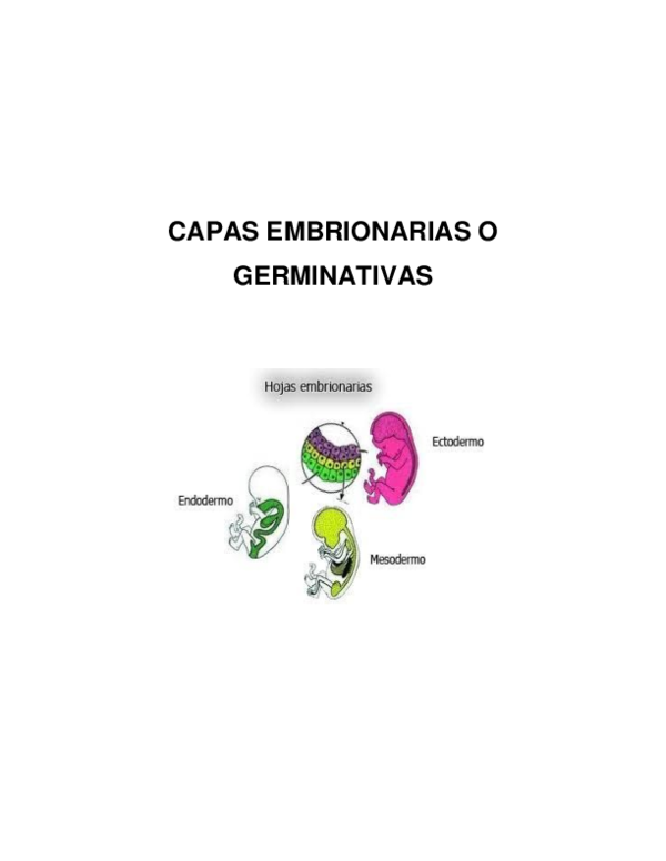 (DOC) CAPAS EMBRIONARIAS O GERMINATIVAS
