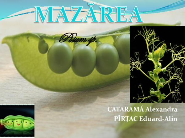 (PPT) Mazarea
