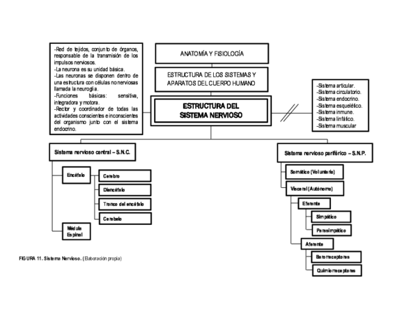 (DOC) FIGURA 11 - MENTEFACTO 9 - SISTEMA NERVIOSO.docx