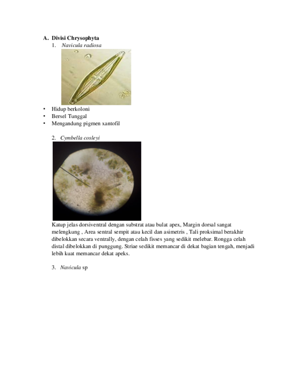 (DOC) Divisi Chrysophyta