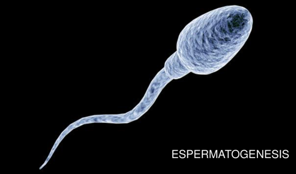 (PPT) ESPERMATOGENESIS