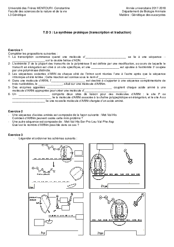 (PDF) T.D 3 La synth se prot ique transcription et traduction