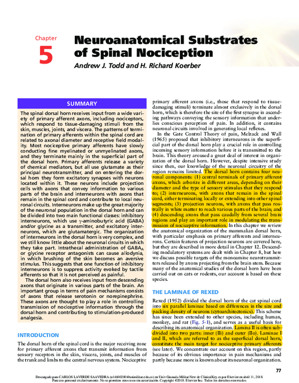(PDF) Neuroanatomical Substrates of Spinal Nociception