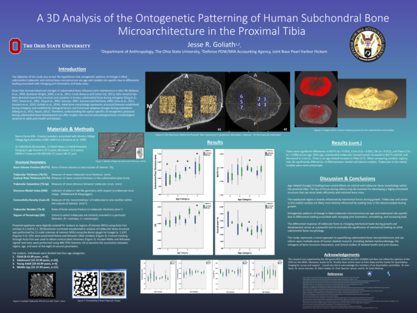 (PDF) A 3D Analysis of the Ontogenetic Patterning of Human Subchondral ...