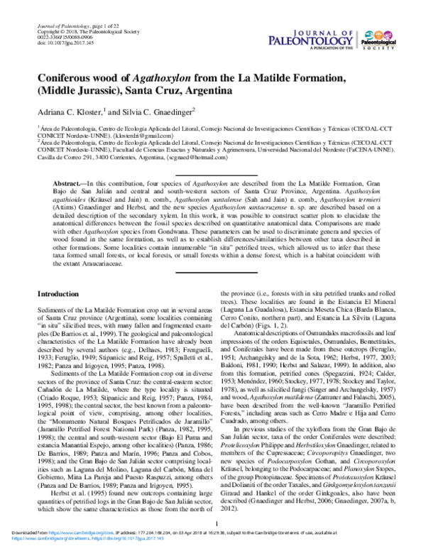 (PDF) Coniferous wood of Agathoxylon from the La Matilde Formation ...