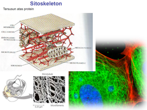 (PPT) 5_Sitoskeleton.pptx