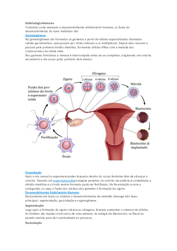 (DOC) Embriologia Humana