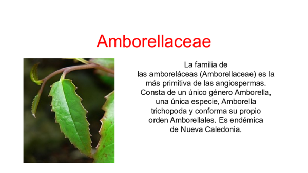 (PPT) Amborellaceae (1)