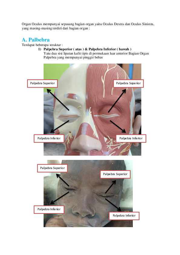 (DOC) Anatomi occuli
