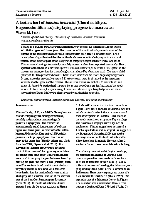 (PDF) A tooth whorl of Edestus heinrichi (Chondrichthyes ...