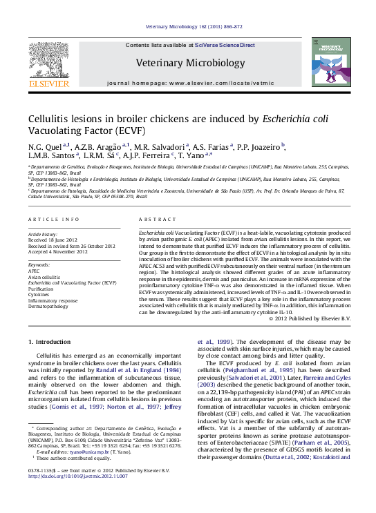 (PDF) Cellulitis lesions in broiler chickens are induced by Escherichia ...