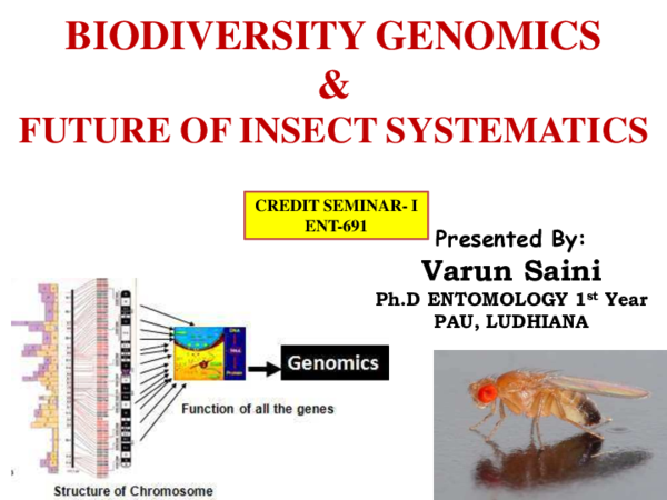 (PDF) BIODIVERSITY GENOMICS & FUTURE OF INSECT SYSTEMATICS