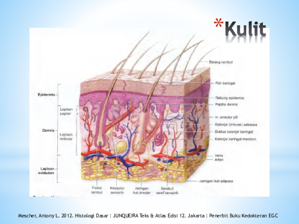 (PPT) ANATOMI KULIT