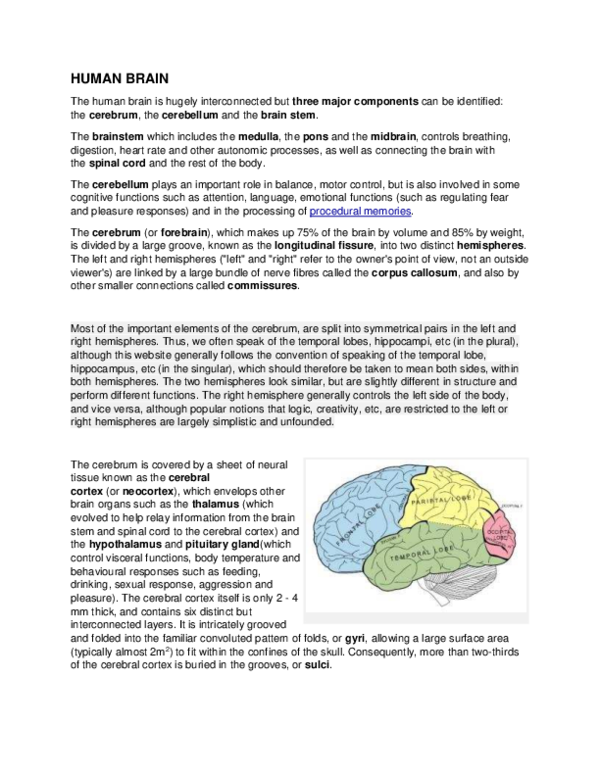 (PDF) HUMAN BRAIN