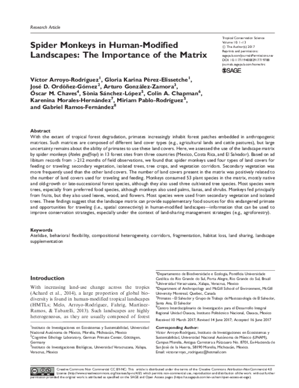 (PDF) Spider Monkeys in Human-Modified Landscapes: The Importance of ...