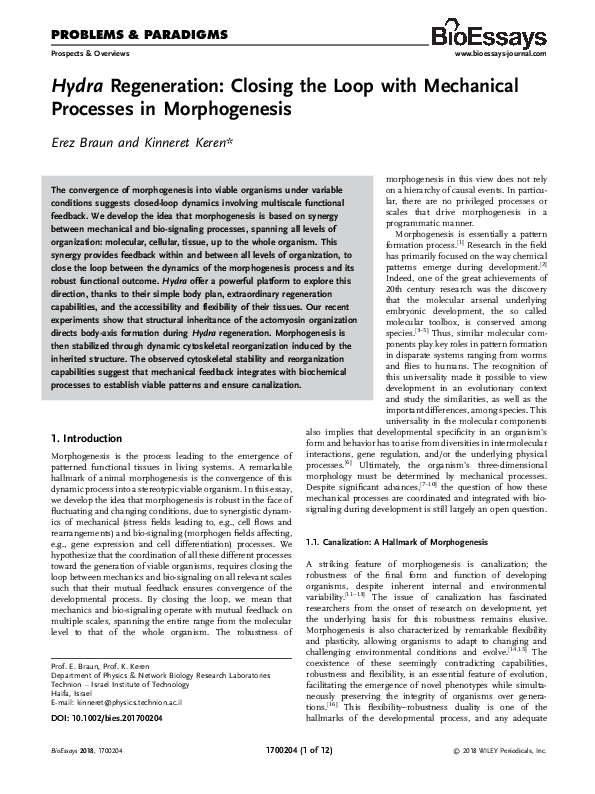 (PDF) Hydra Regeneration: Closing the Loop with Mechanical Processes in Morphogenesis