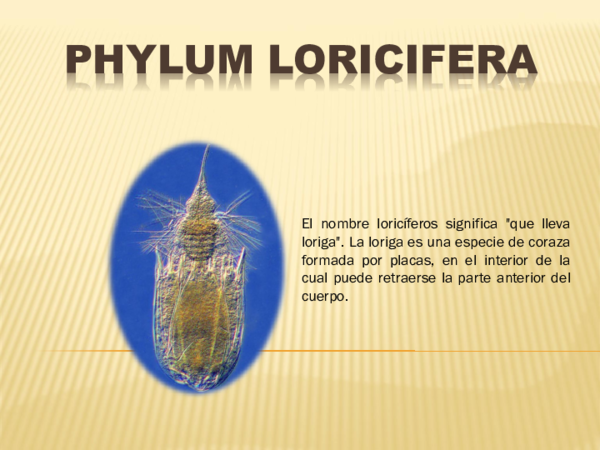 (PPT) Phylum loricifera diapos