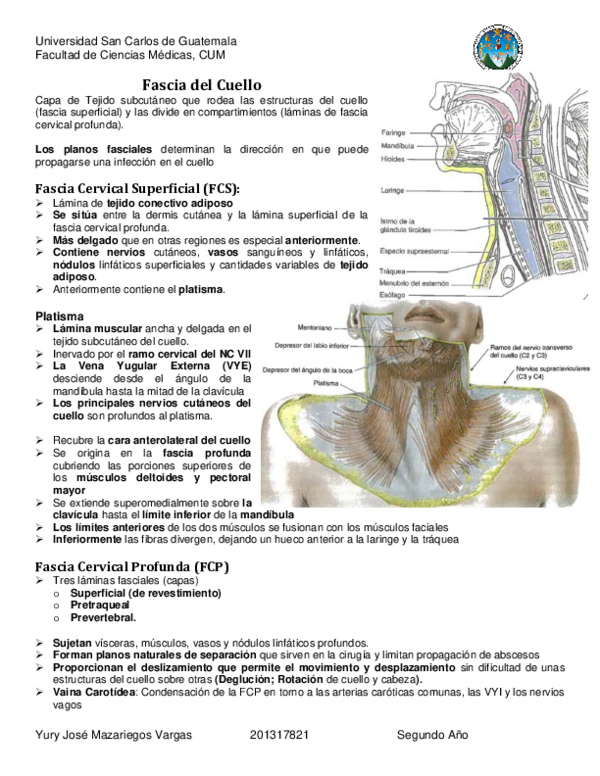 (DOC) Fascia del Cuello