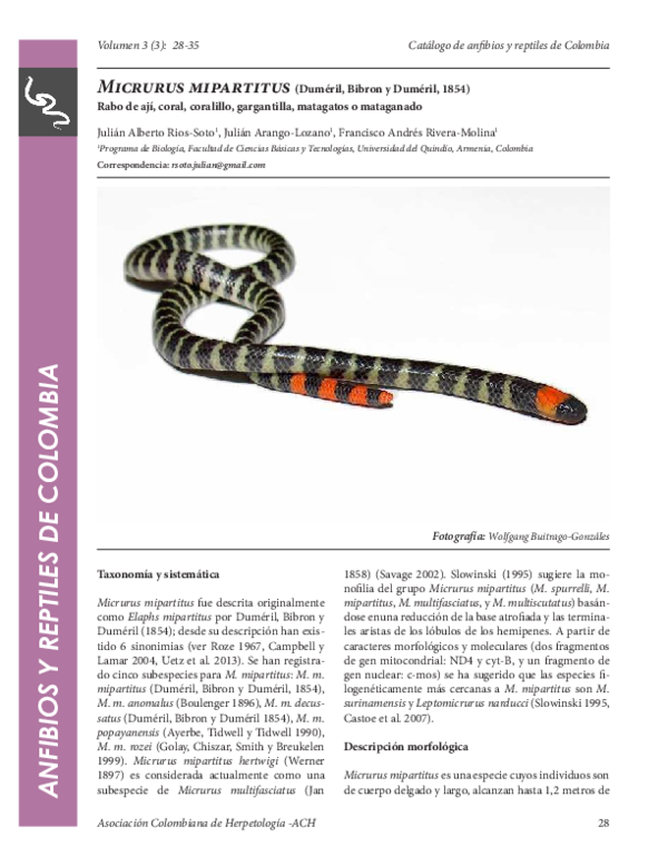 (PDF) Micrurus mipartitus (Duméril, Bibron y Duméril, 1854) Rabo de ají ...