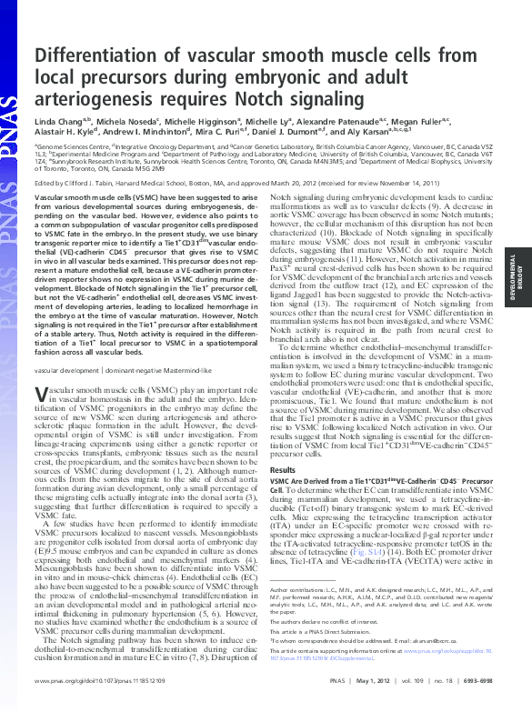 (PDF) Differentiation of vascular smooth muscle cells from local ...