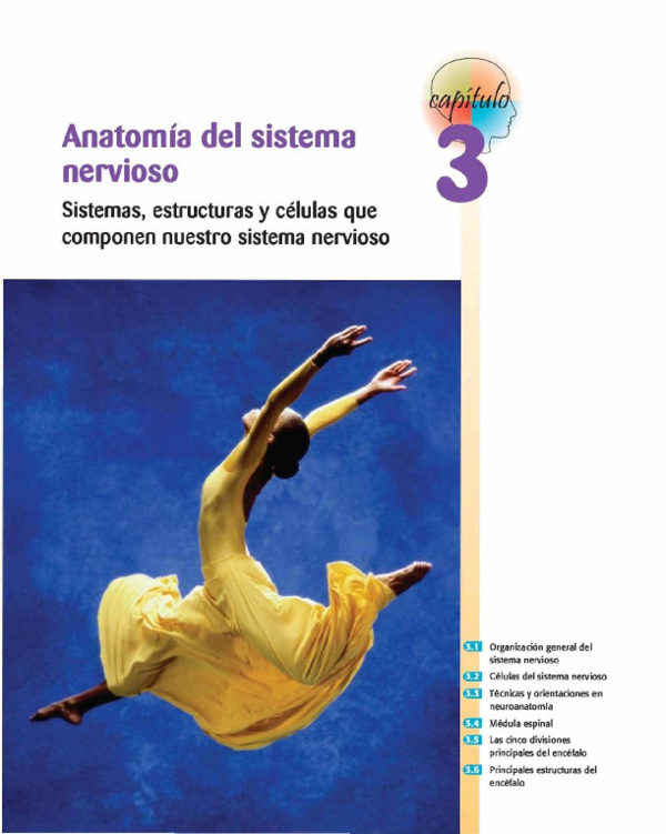 (PDF) Anatomia del sistema nervioso