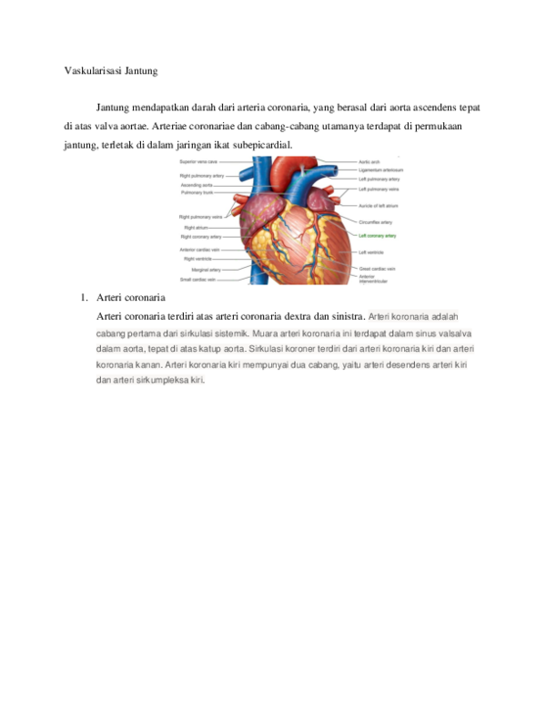 (DOC) Vaskularisasi Jantung