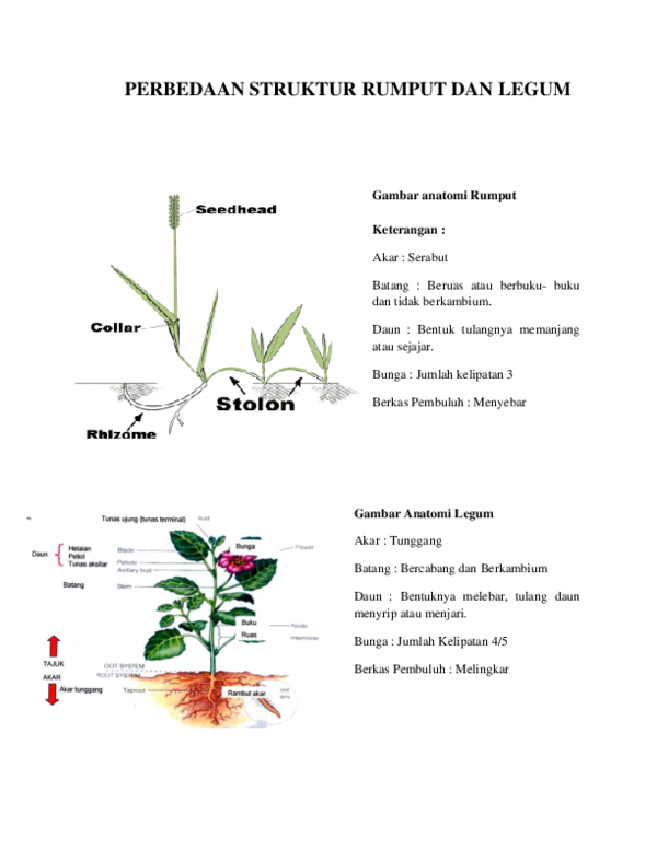 (DOC) Anatomi Rumput dan Legum