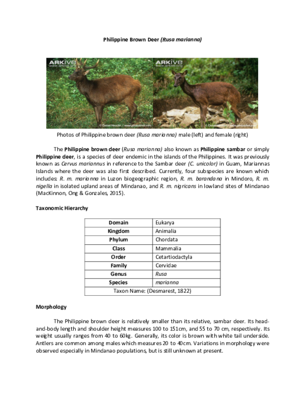 (PDF) Philippine Brown Deer: Description and Status in the Philippines