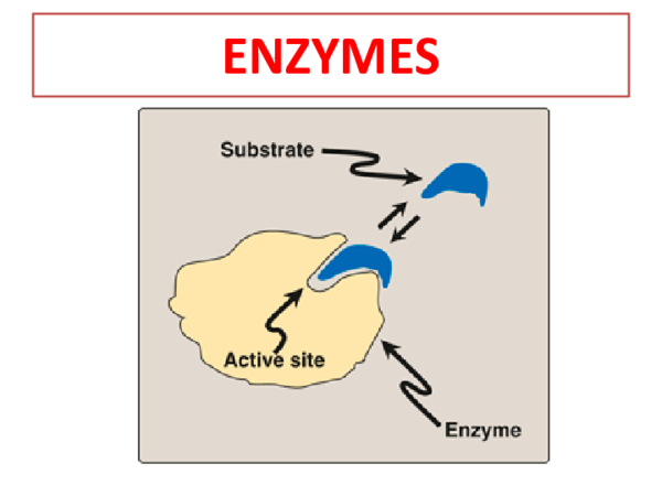 (PPT) Unit II Enzymes