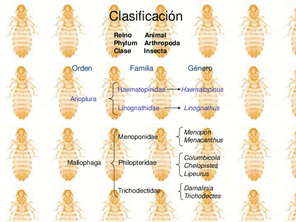 (PDF) Clasificación Reino Animal Phylum Arthropoda Clase Insecta